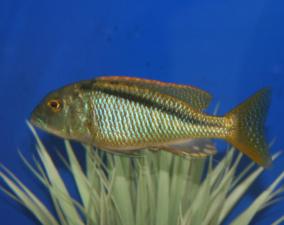 Bruce's Pond Shop & Aquatic Treasures - Freshwater - Cichlids