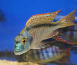 Bruce's Pond Shop & Aquatic Treasures - Freshwater - Cichlids