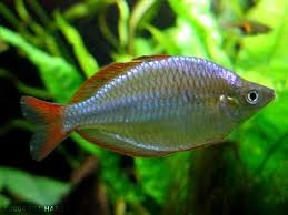 Bruce's Pond Shop & Aquatic Treasures - Freshwater - Rainbowfish