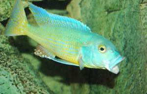 Bruce's Pond Shop & Aquatic Treasures - Freshwater - Cichlids