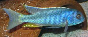 Bruce's Pond Shop & Aquatic Treasures - Freshwater - Cichlids
