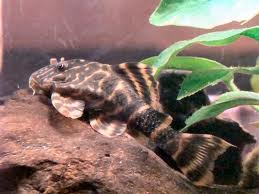 Bruce's Pond Shop & Aquatic Treasures - Freshwater - Plecos
