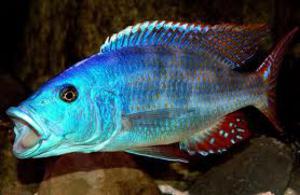 Bruce's Pond Shop & Aquatic Treasures - Freshwater - Cichlids